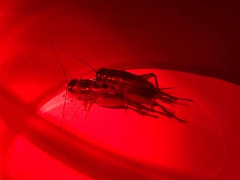 In Hawaii Crickets Are Learning New Songs Of Sex And Death Defector