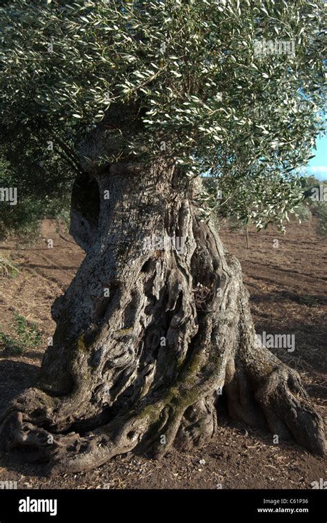Ancient Olive Tree Stock Photo Alamy