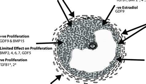 Theca Cells Vs Granulosa Cells