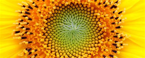 400 Million Year Old Fossil Upends Our Understanding Of Fibonacci Spirals In Nature Sciencealert