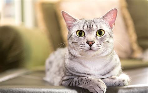 エジプシャンマウってどんな猫？性格と特徴｜アクサダイレクトのペット保険
