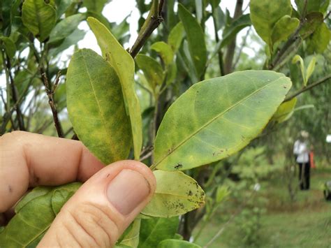 Diseases Of Citrus Trees In Australia