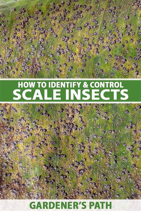 How To Identify And Control Scale Insects Gardeners Path Scale