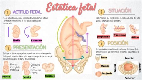 Estática Fetal Genially