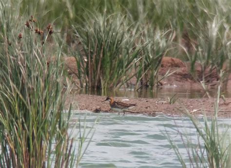 A Field Notebook Frampton Marsh