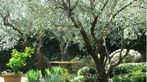 Best Problem Solving Small Trees For Small Spaces Zones 7 11