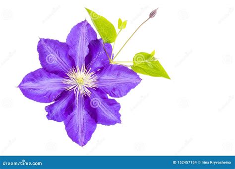 Flor De La Clem tide P rpura Aislada En El Fondo Blanco Foto de archivo Imagen de pétalo