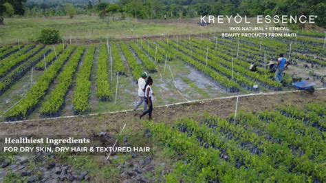 Kreyol Essence The New Beauty Craze 100 Natural Ethical Products