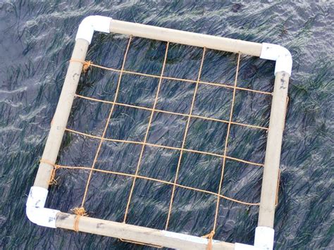 European Seagrass Restoration Alliance On Linkedin Seagrass