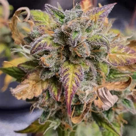 What Are Og Weed Strains Origins Effects And Top Picks