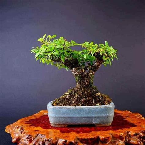 榉树盆景的制作方法 PenJing8