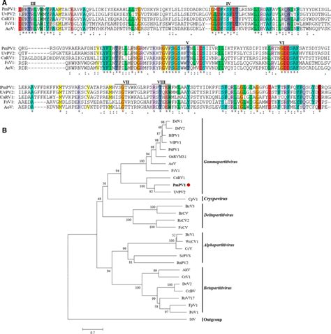 A Sequence Alignment Of Pmpv1 Rdrp Motifs With Those Of Selected