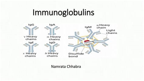 Immunoglobulins Structure And Function Pdf