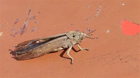 „ესაა კალიის ადგილობრივი სახეობა რომელიც არ წარმოადგენს საფრთხეს“ სააგენტო Batumelebi