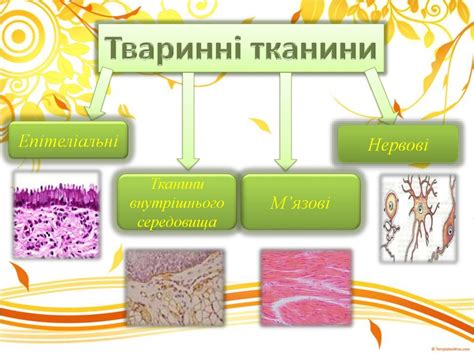Будова і функції тканин тваринного організму презентация онлайн