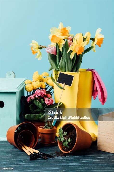 블루에 나무 테이블 위에 꽃 화분 원 예 도구와 버드 배열된 고무 부츠의 보기 닫기 0명에 대한 스톡 사진 및 기타 이미지
