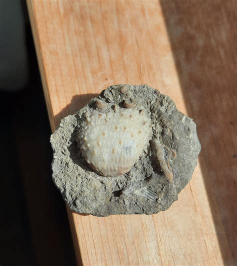 Juresania Nebrascensis Members Gallery The Fossil Forum
