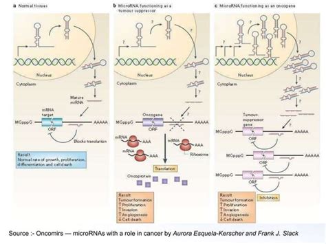 Mirna Biogenesis Function And Regulation Pptx