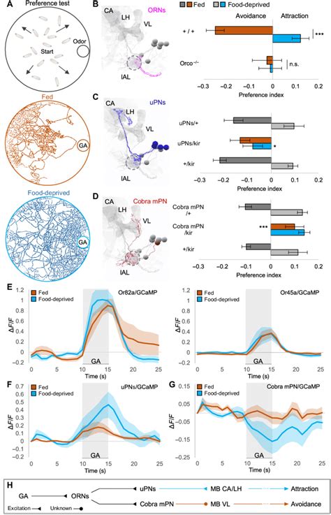 feeding state determines odor responses by opposite modulation of lal