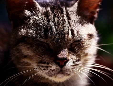 猫 迷路 动物 Pixabay上的免费照片 Pixabay