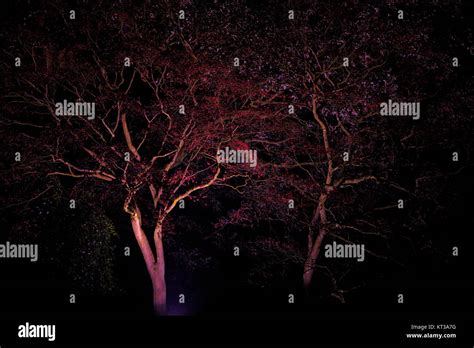 Various Lighting Effects Are Used To Light Up The Trees At The National Arboretum Offering A