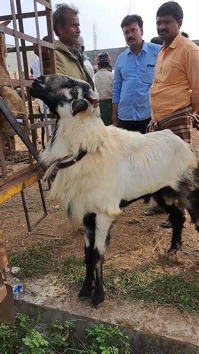విత్తన పొట్టేళ్ళు పాల పళ్లు నెల్లూరు జిడిపి పొట్టేలు Youtube