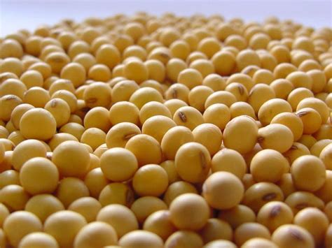 Exportação De Soja Ultrapassa Us 25 Bi Em Fevereiro E Total Do Agro
