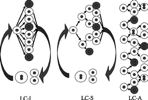 The Three Categories Of Reproductive Life Cycles Considered In This