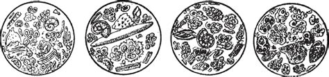 粉筆的顯微分析 生物學 古代的 微觀的向量圖案素材免費下載，png，eps和ai素材下載 Pngtree