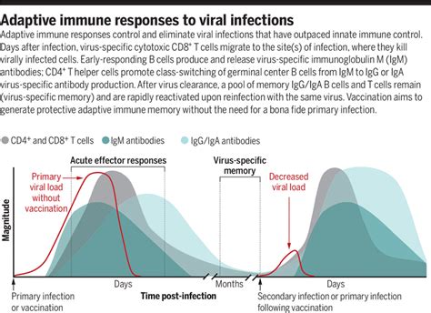 Immune Response Graph