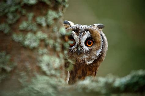 Owl Color Vision At Viimaddisonblog Blog