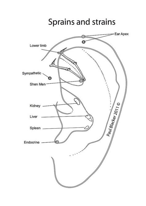Printable Ear Seed Placement Chart