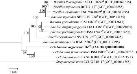 Maximum Likelihood Phylogenomic Tree Constructed By Automlst Based On