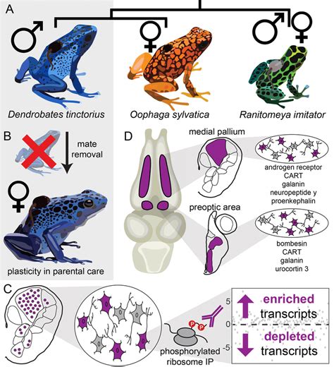 Within And Between Species Comparisons Used To Identify Core Brain Download Scientific Diagram