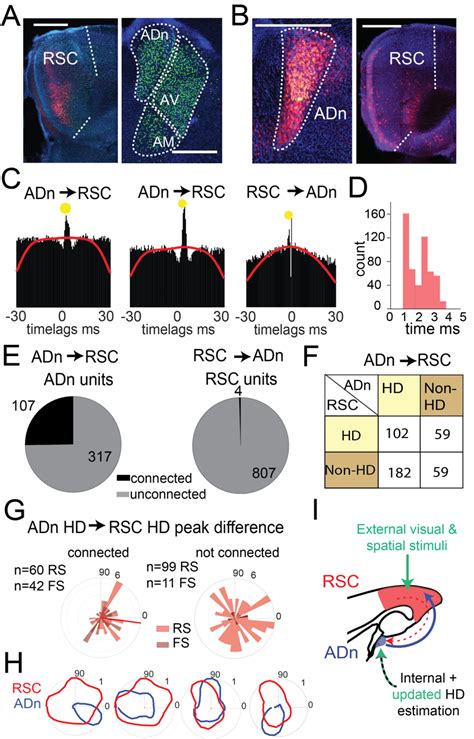 asymmetric connectivity between rsc and adn a monosynaptic rabies