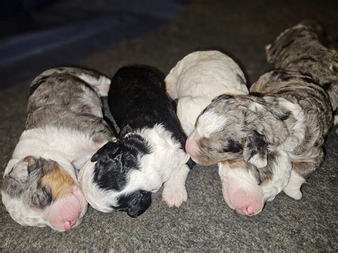 Nlb Mini Bernedoodle Puppies Lancaster Pa