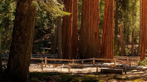 First Time Visit Sequoia National Park Travel Guide For You