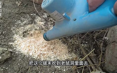今天用汽油火烧老鼠洞火烧连营刺激的很呐 太选和阿钉 太选和阿钉 哔哩哔哩视频