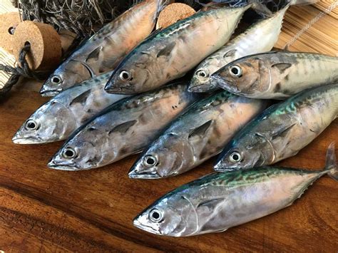 Every Species Of Tuna