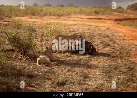 Waza National Park Lion