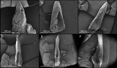 Mbio 研究揭示植物中遗传性共生微生物的获得和传播机制！ 知乎