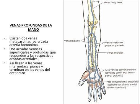 INFORMACION DE APOYO PARA ESTUDIANTES DE MEDICINA Y PERSONAS QUE DESEEN AMPLIAR SUS