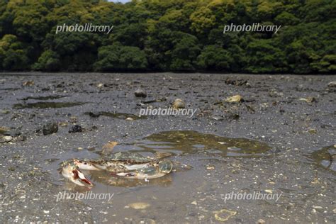 Photolibrary