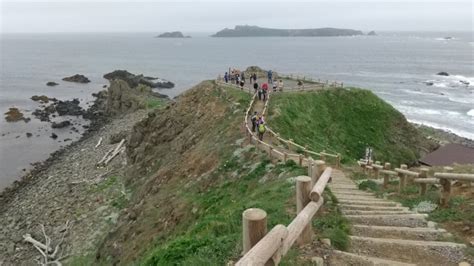 礼文島ハイキングと利尻山登山 1 メルと歩けば