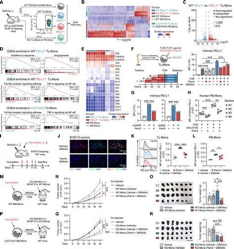 Targeting Tumor Monocyte Intrinsic Pd L1 By Rewiring Sting Signaling