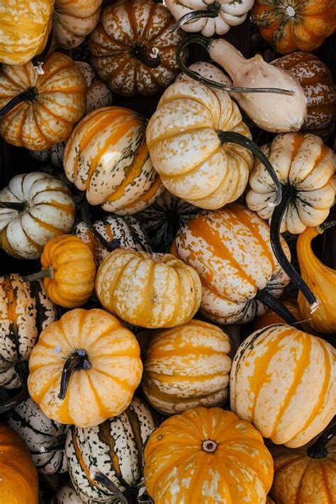 Get Your Pumpkin On By Gaithersburg Dietitian Kay Loughrey