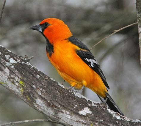 Orange And Black Bird List With 18 Birds With Photos Id And Info