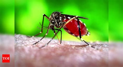 Dengue Ahmedabad Battles Dengue And Chikungunya Outbreak Ahmedabad News Times Of India