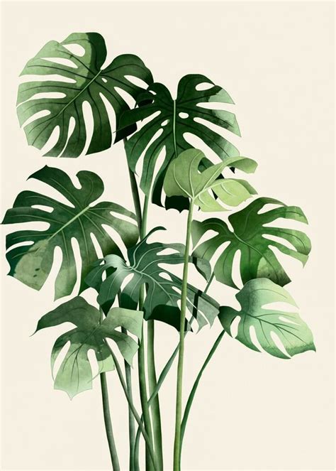 Monstera Deliciosa Care Guide