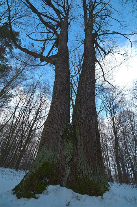 Trees Across Poland Photography © Adam Wawszczyk Lamus Dworski
